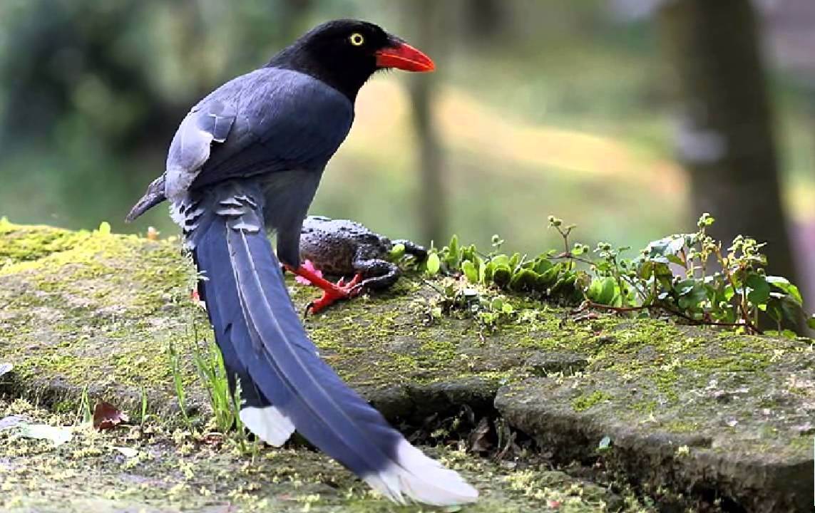 FORMOSAN MAGPIE BIRD photos - wallpapers (ανανεωμένο) | the fun bank