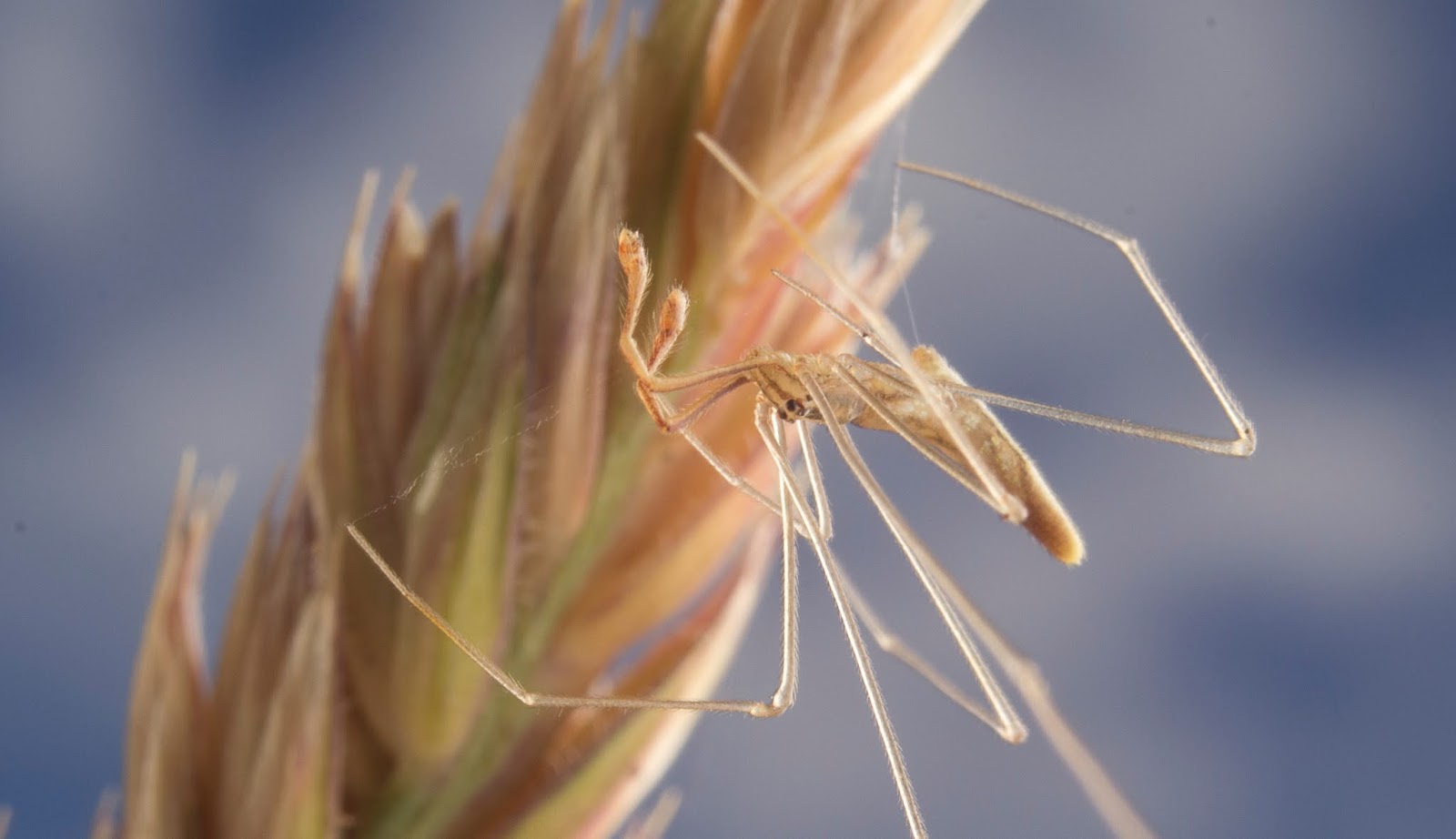 Biodiversity of British Columbia: 2020