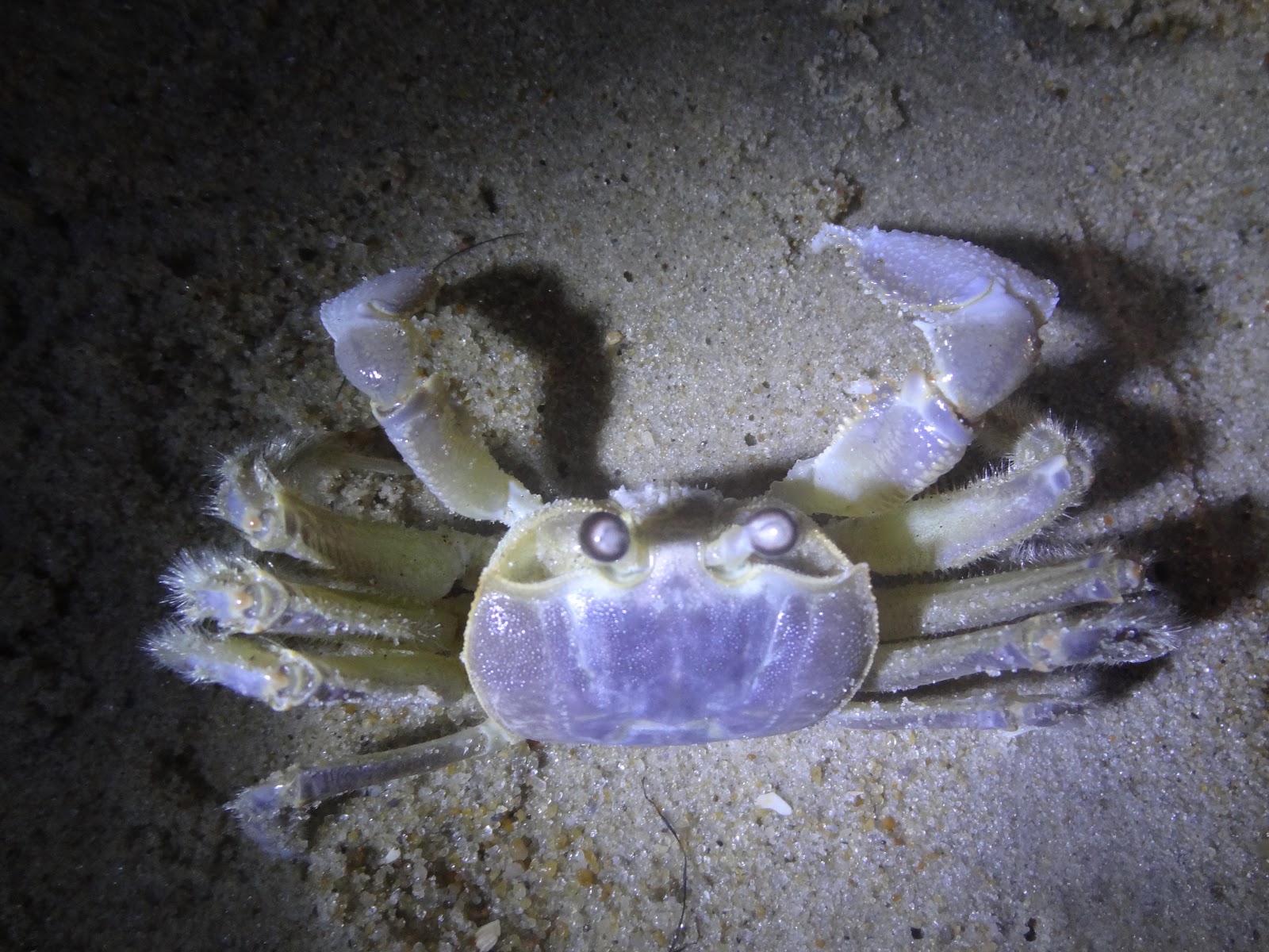 Ghost Crabs At Night