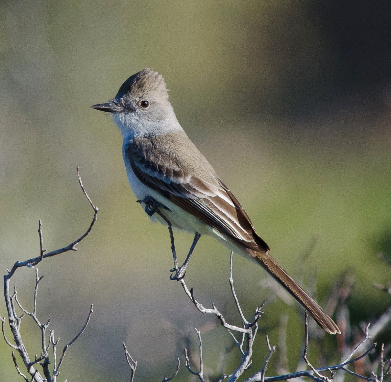 Gordon's Birding Adventures: Oak Flats & Superior, Arizona