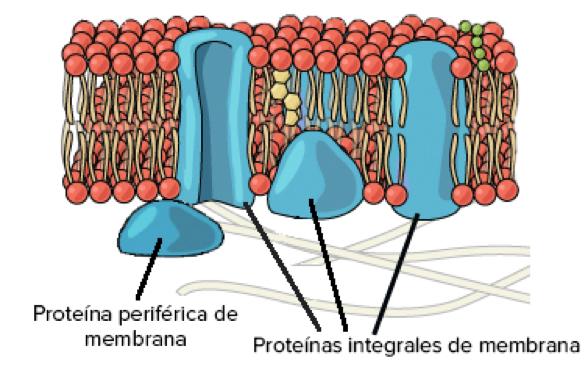 ESTRUCTURA Y FUNCION DE LA MEMBRANAS BIOLOGICAS