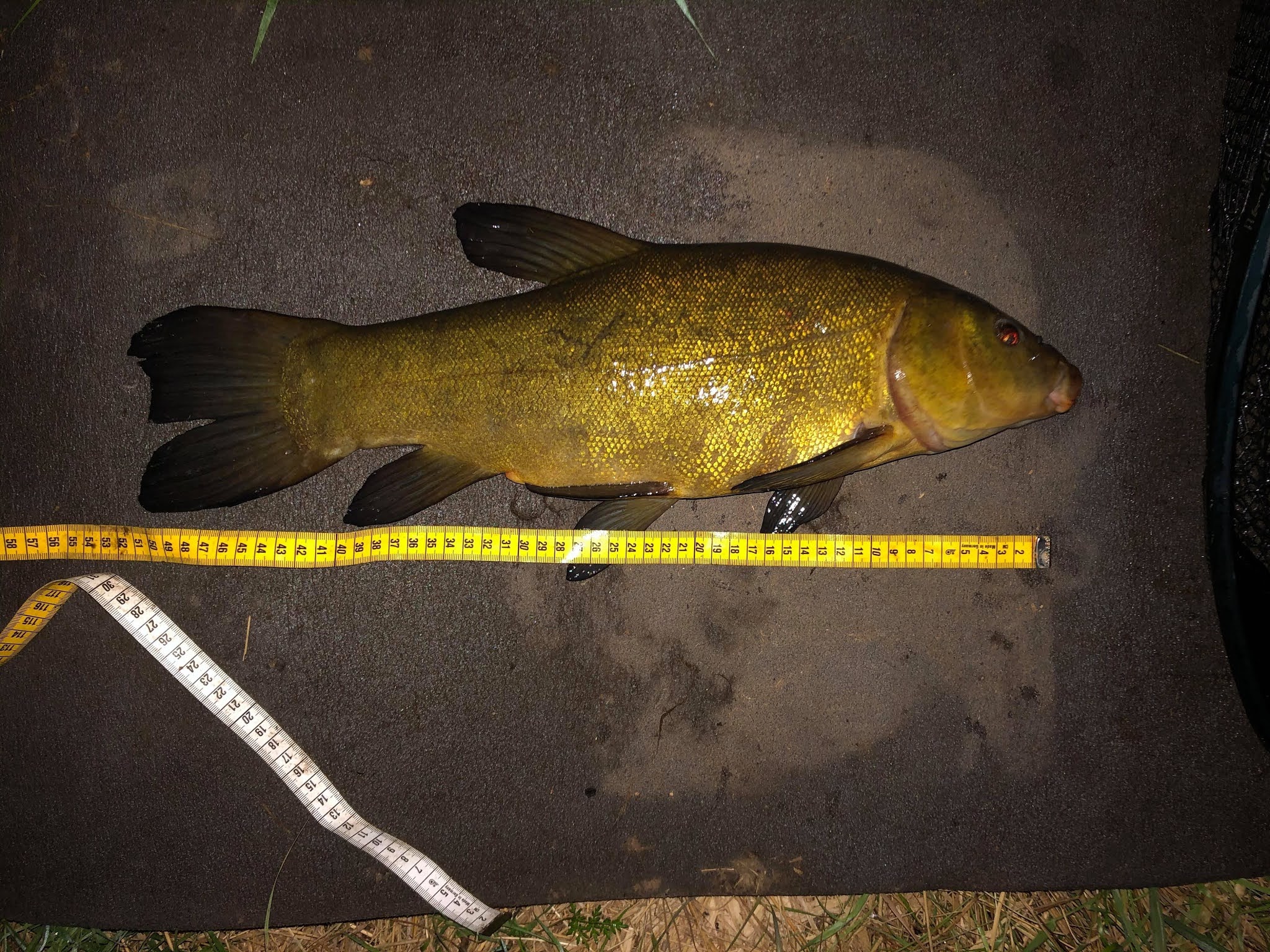 Fiskeligan: Sommar sutare