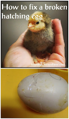 How to save a cracked hatching egg - Murano Chicken Farm