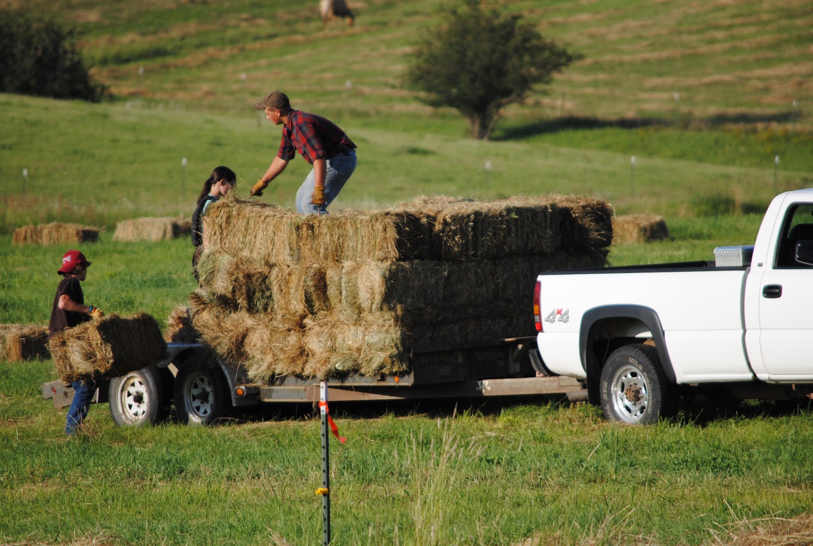 Paratus Familia Blog: Make Hay While the Sun Shines