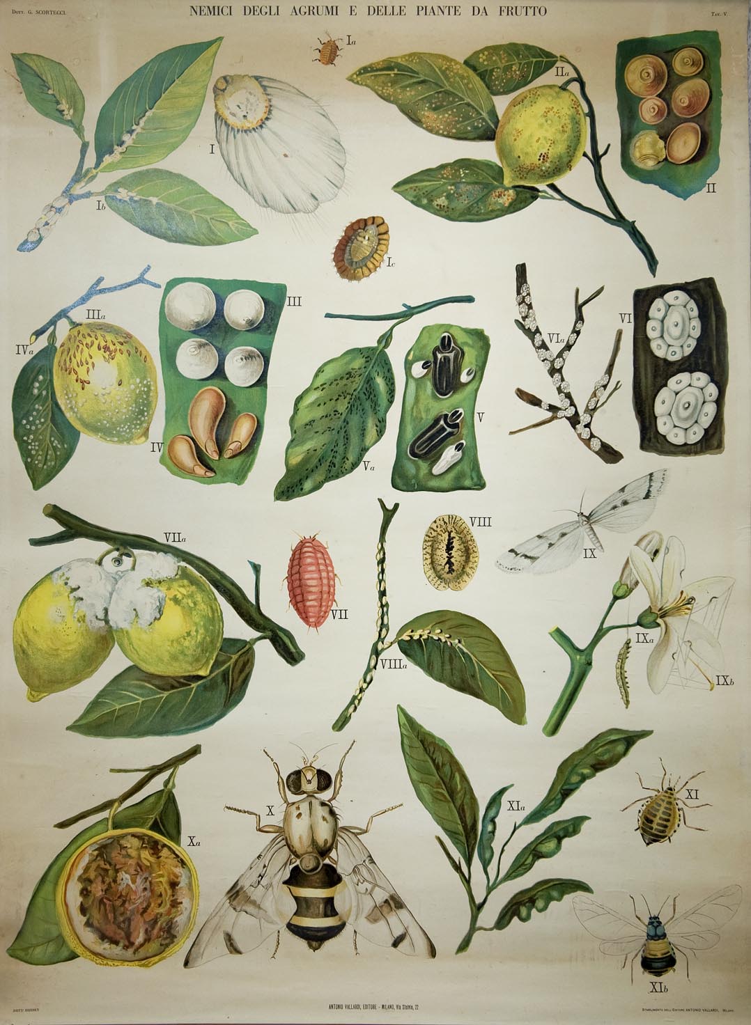 Museu de Ciències Naturals Institut Lluís Vives. València: Làmines de ...