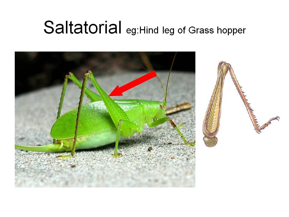 Insect Legs and Its Modifications