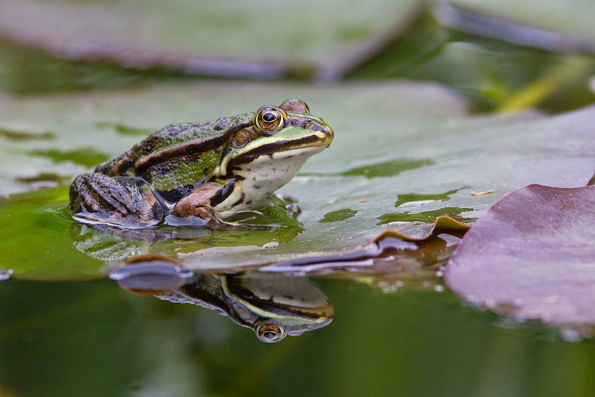 fotoblog van cor fikkert: 2015-05 IJsselmuiden Meerkikker