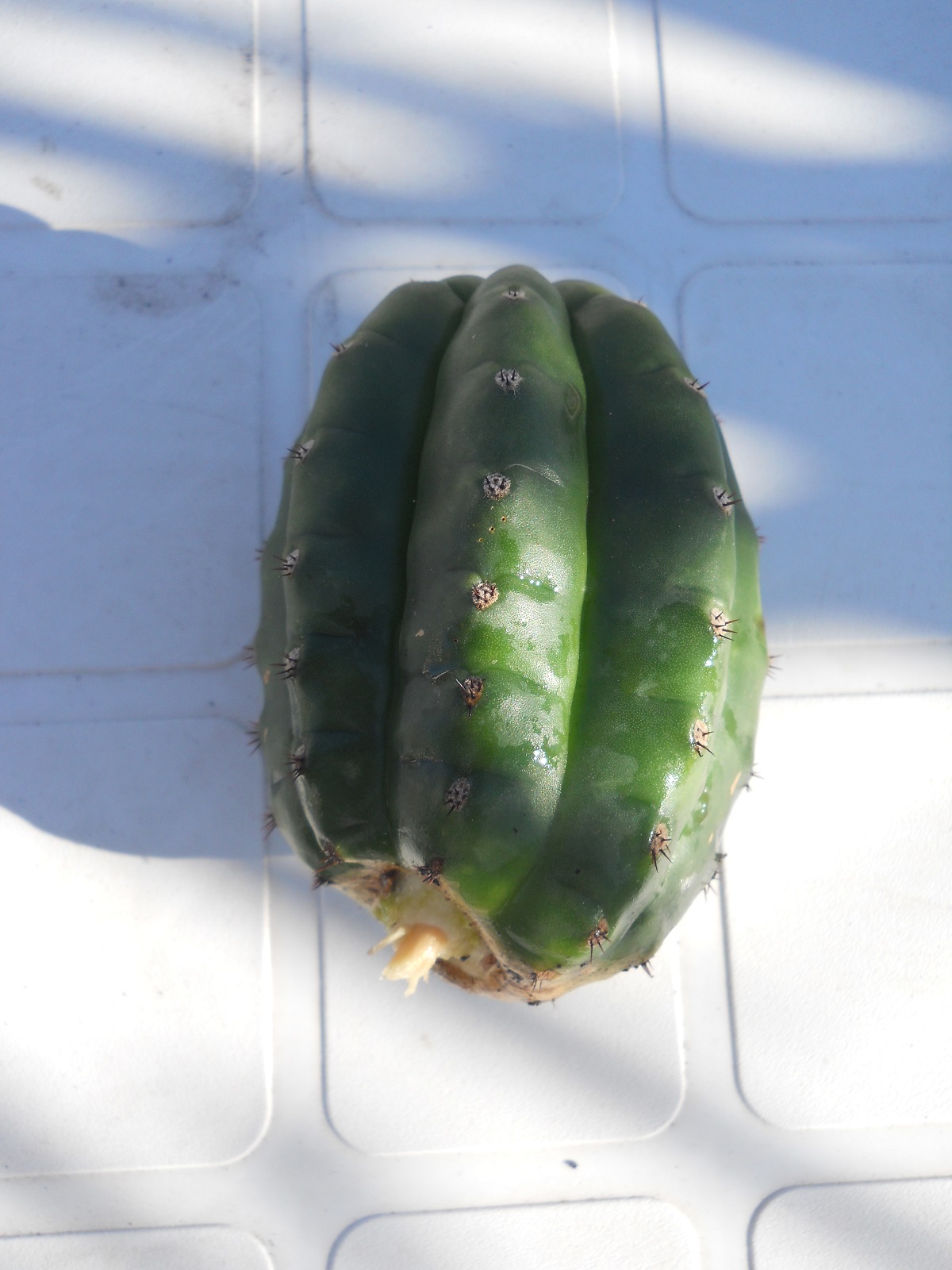 Plantas para hombres: Echinopsis pachanoi, San Pedro