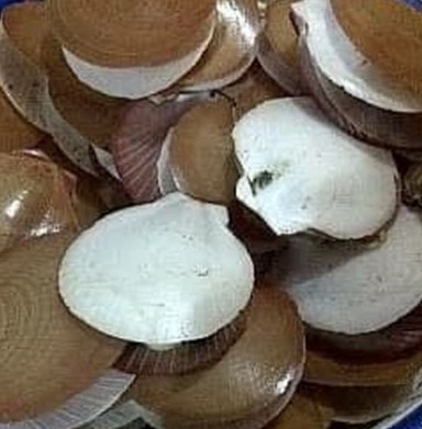 Mengenal Jenis Kerang Simping Secara Lengkap | IKAN DAN LAUT