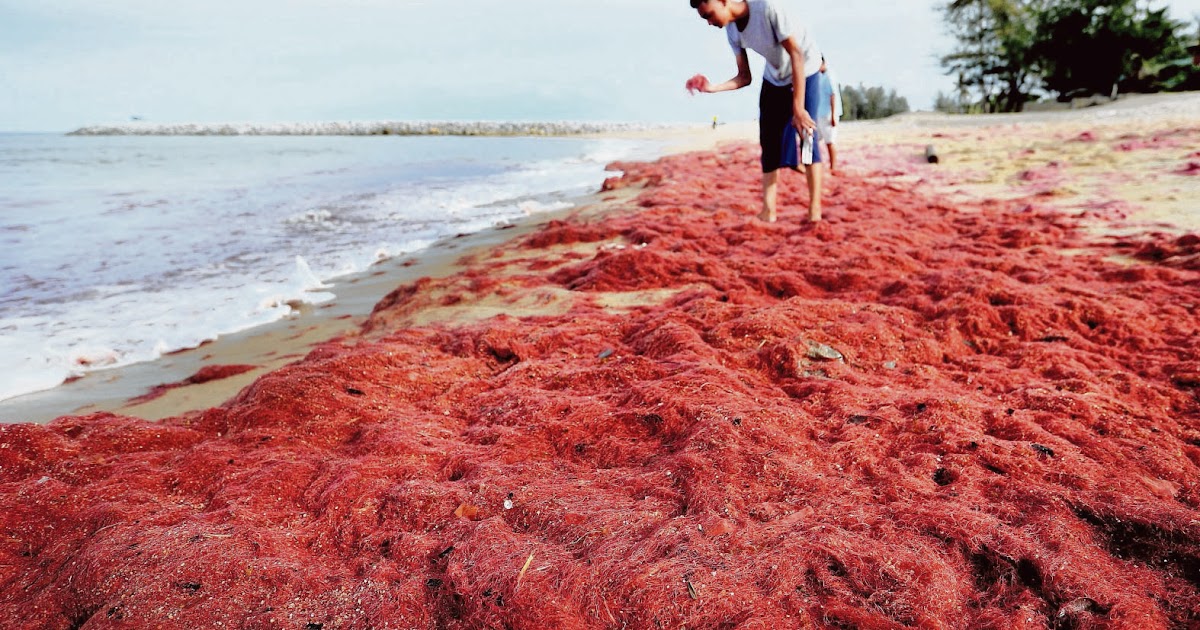Pabila Penaku Menari: Gempar rumpai laut merah jambu terdampar