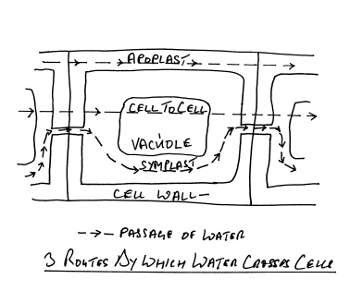 My Broken Garden: How Water Enters A Plant: Apoplast And Symplast Pathways