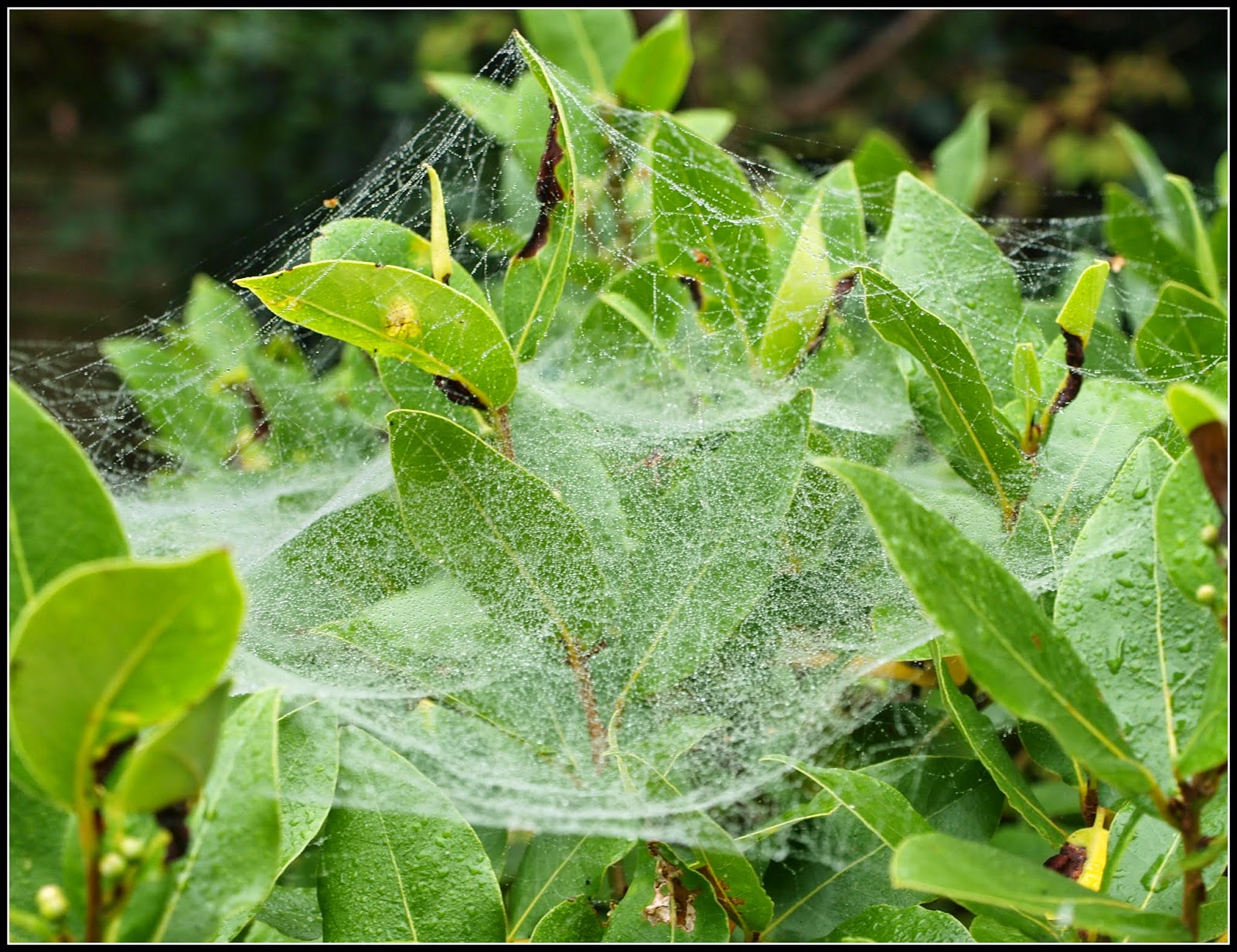 Mark's Veg Plot: Cobweb season