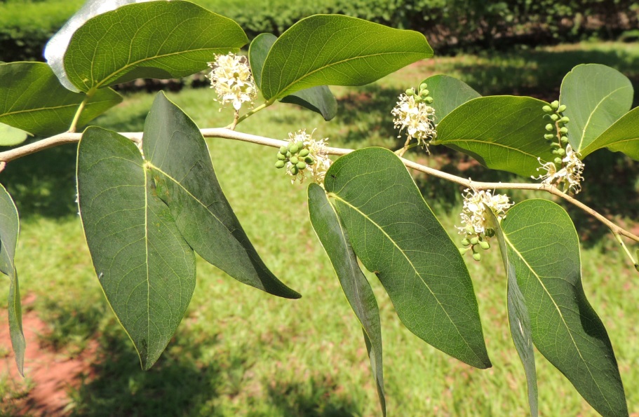 Fabaceae - Leguminosae no Brasil: Fabaceae - Guibourtia hymenaeifolia ...