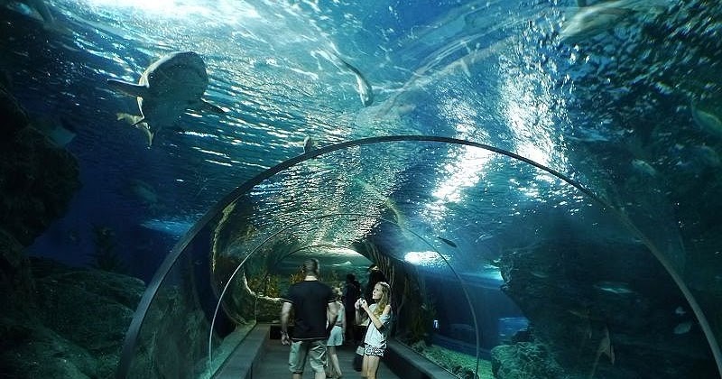 Siam Ocean World - Open Ocean | The Track of Time