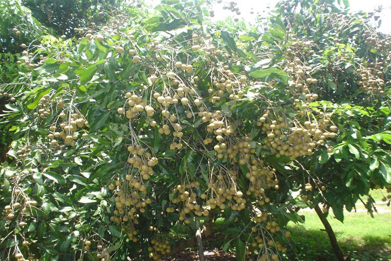 Joy in Thailand: Il Longan (Lamyai)