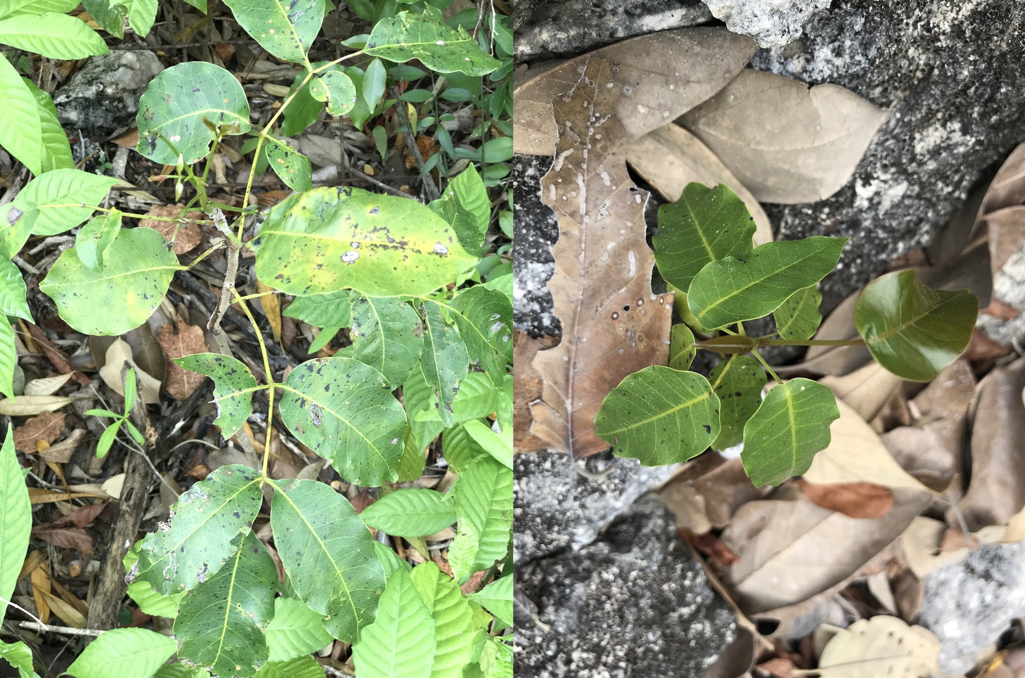 EPIDOMETRIA: Tres árboles mexicanos, tóxicos.