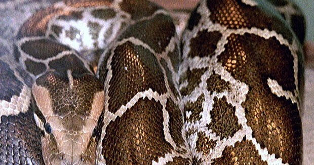 Reptiles y Anfibios: Python molurus cuidados e información