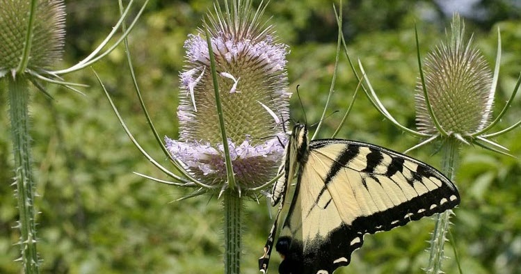 WHAT IS TEASEL? |The Garden of Eaden