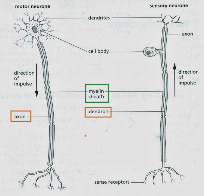 # 86 The human nervous system | Biology Notes for IGCSE 2014 & 2024