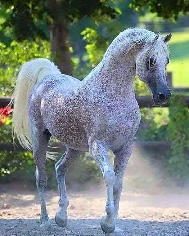 Hijo del Viento: el caballo Árabe.