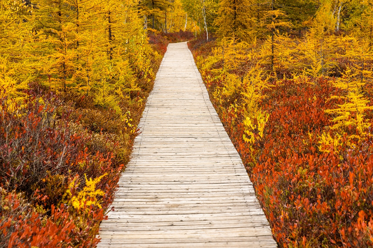Bitstop: Mer Bleue Bog Trail