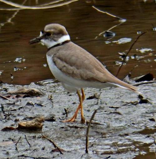 Long-billed plover | Birds of India | Bird World