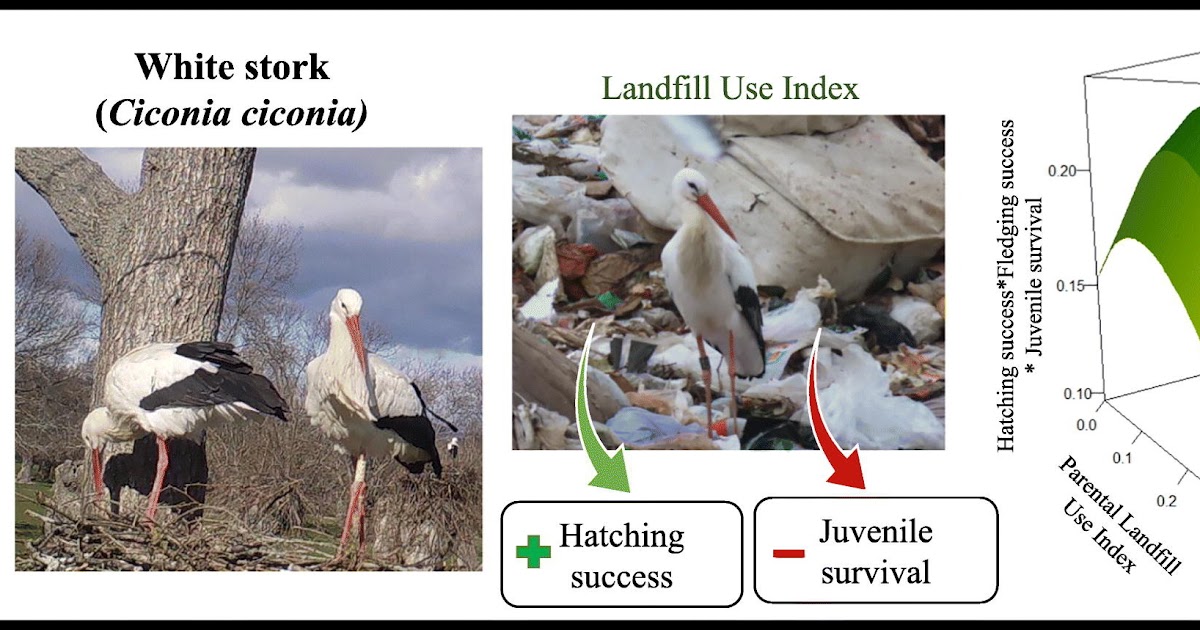 Animal Demography and Ecology Unit: New Publication on White Stork and ...