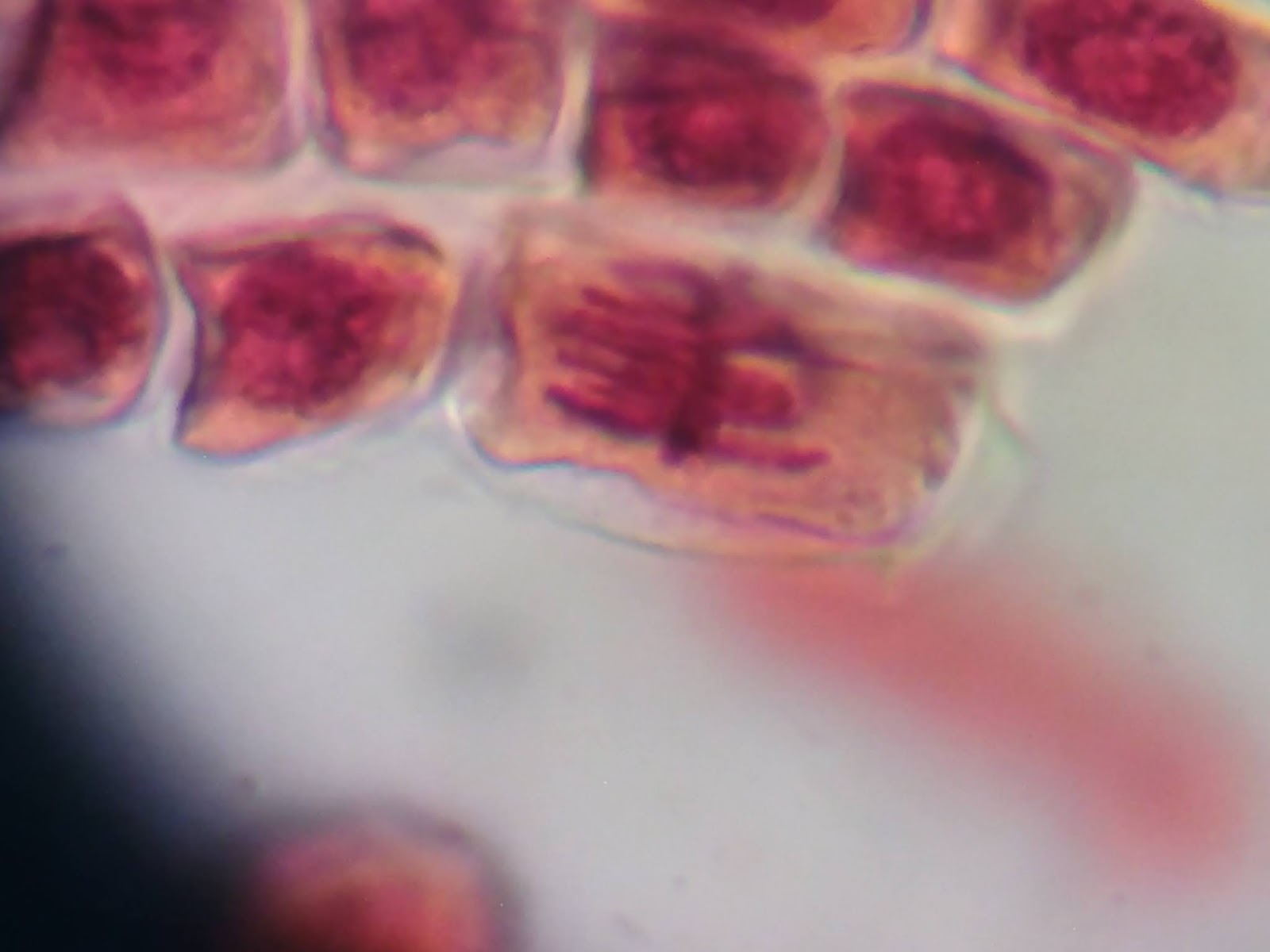 EL SOTE INVISIBLE: ESTUDIO DE LA MITOSIS EN CÉLULAS DE LA RAÍZ DE CEBOLLA