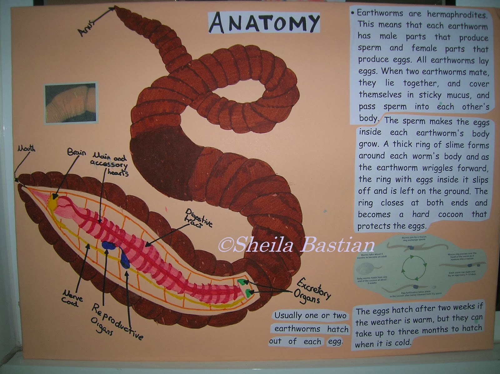 Science Magazine: SCIENCE FAIR PROJECT - WORMS - By Victor Iglesias