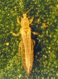 Hama thrips (Thrips Sp.)
