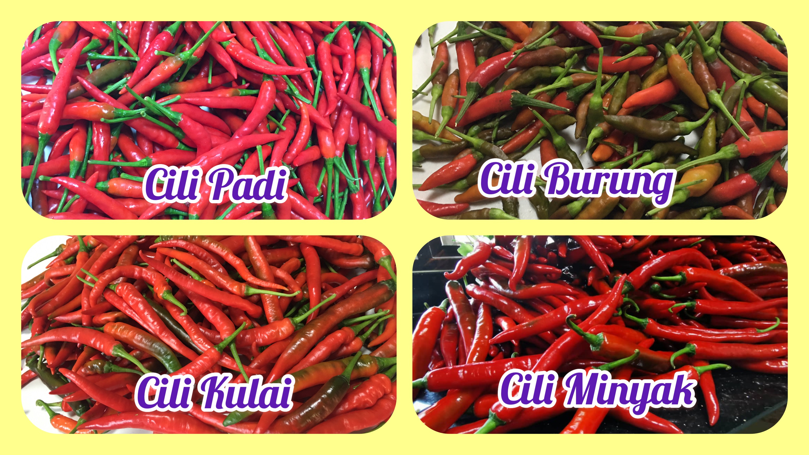 Anjel Farm & Garden: Kebaikan dan Manfaat Makan Cili