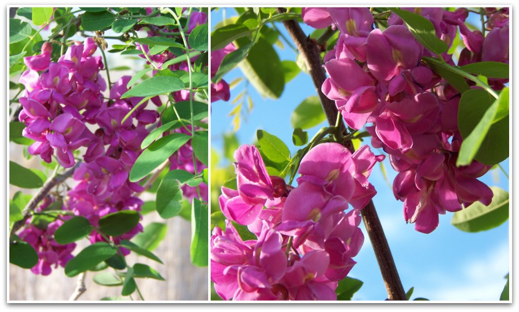 Timeless Environments: Try New Mexico Locust in a Tough to Grow Landscape