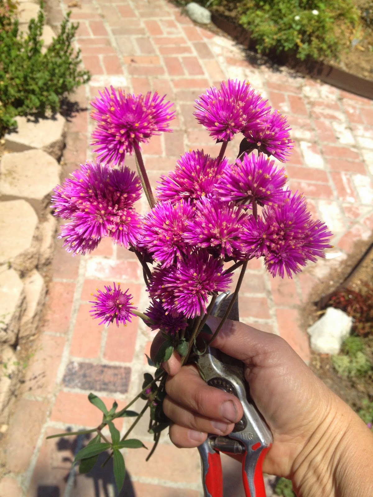 Aprille's SoCal Gardening : Gomphrena "Fireworks"