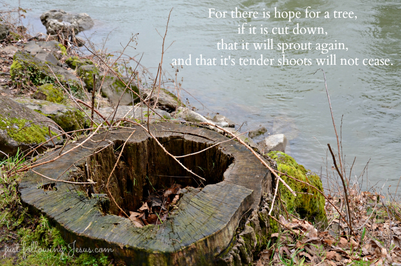 Just following Jesus in my real life...: Job 14:7...