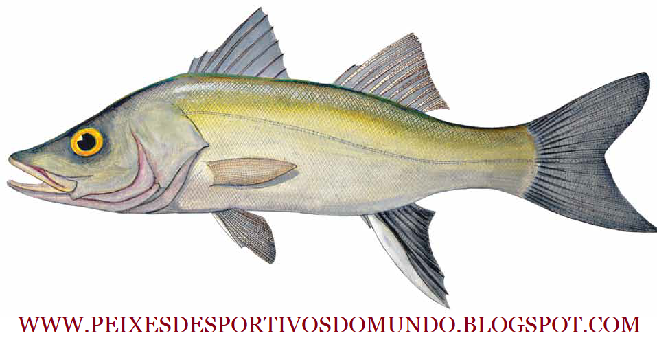PEIXES DESPORTIVOS DO MUNDO: O CAMURIM OBESO - Centropomus parallelus ...