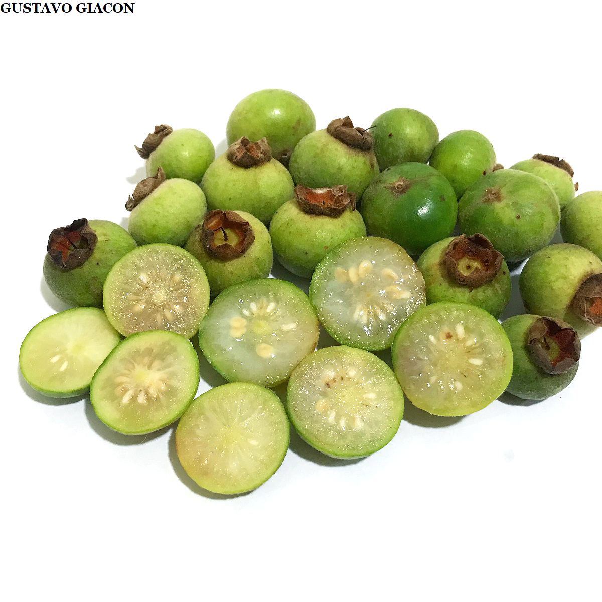 Viveiro Ciprest - Plantas Nativas e Exóticas: Guabiroba Rupestre de ...