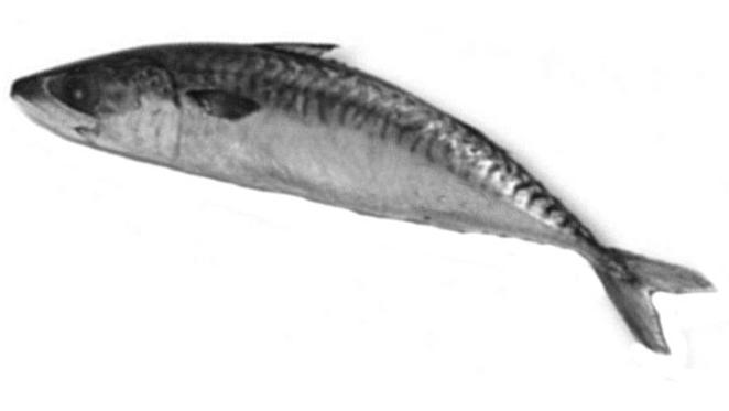 PLAAN : Jurel - Trachurus picturatus murphyi