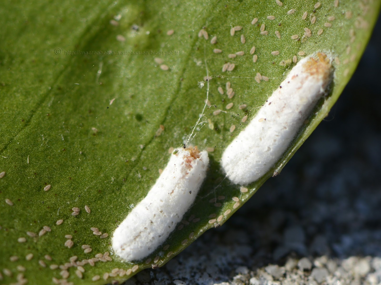 Macrophoto plaisir passion: Cochenille