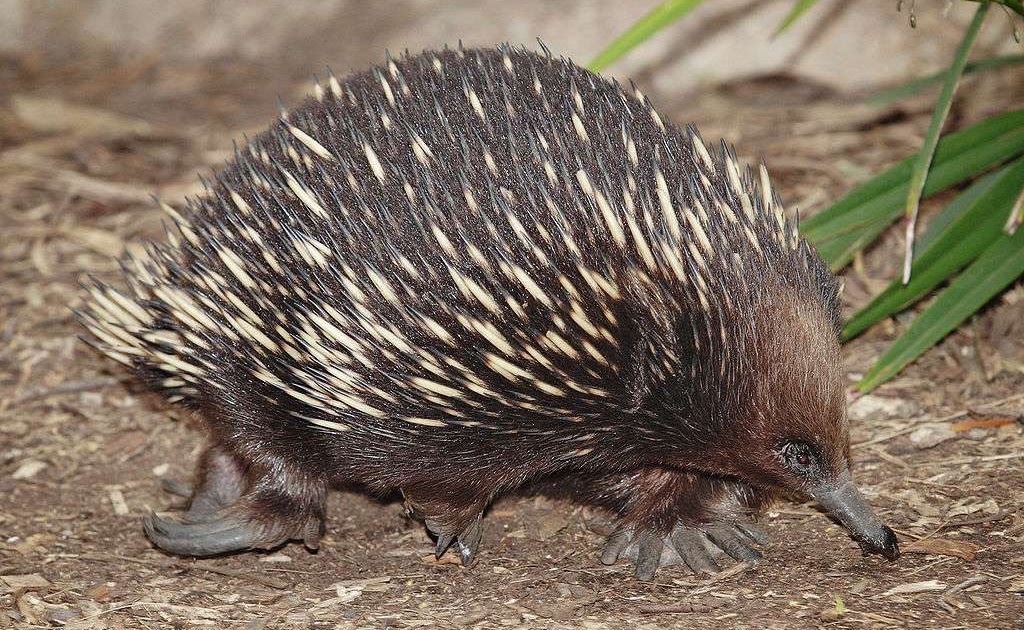 Les mammifères ovipares