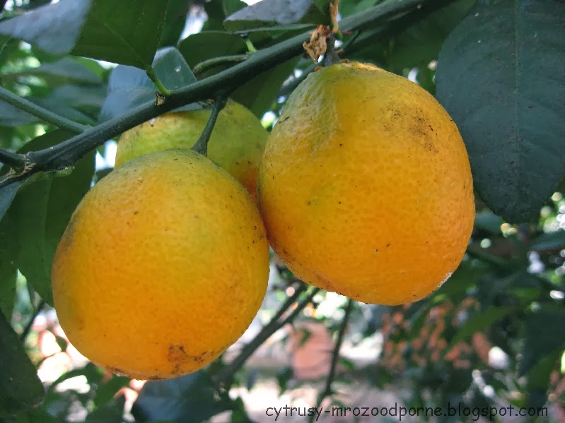 Cytrusy Mrozoodporne: Citrangequat Thomasville