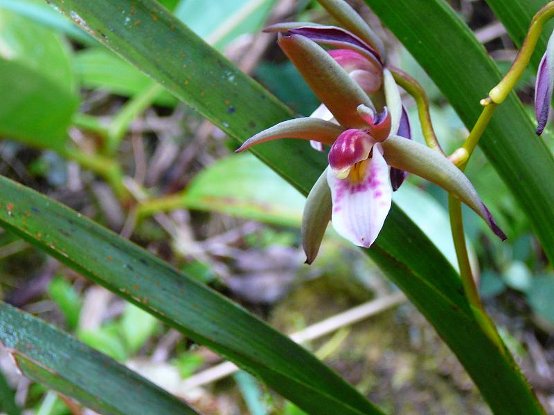 Cymbidium elongatum - The Elongate Cymbidium care and culture ...