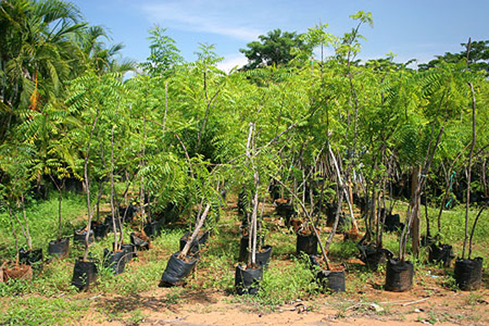 Organic Life Perú: El Árbol de Nim - Organic Life Perú