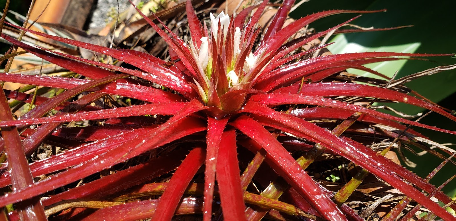 Dyckia Brazil: A dazzling beautiful hibrid Sincoraea and Sinoraea navioides