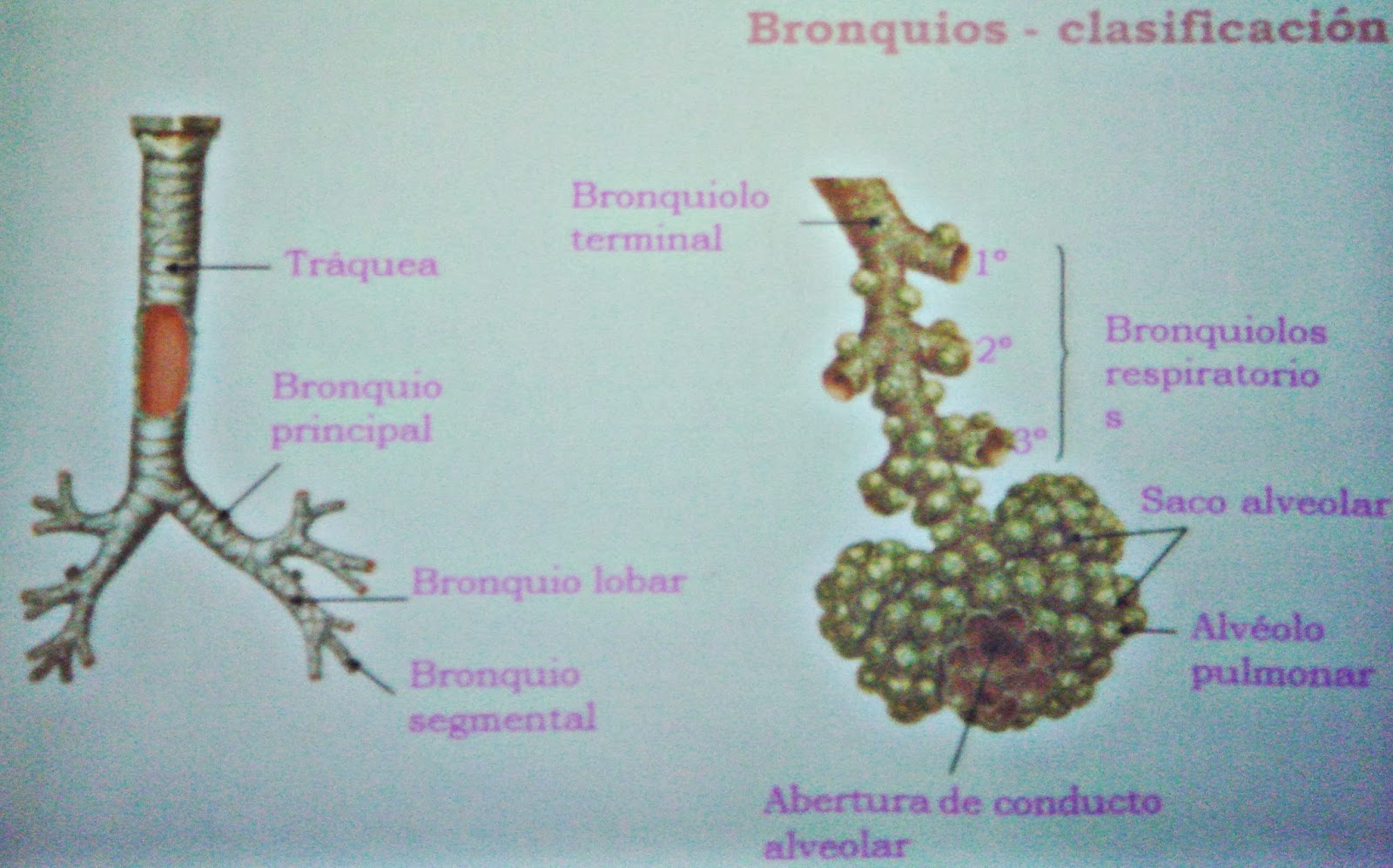Tráquea y Bronquios - Sistema respiratorio