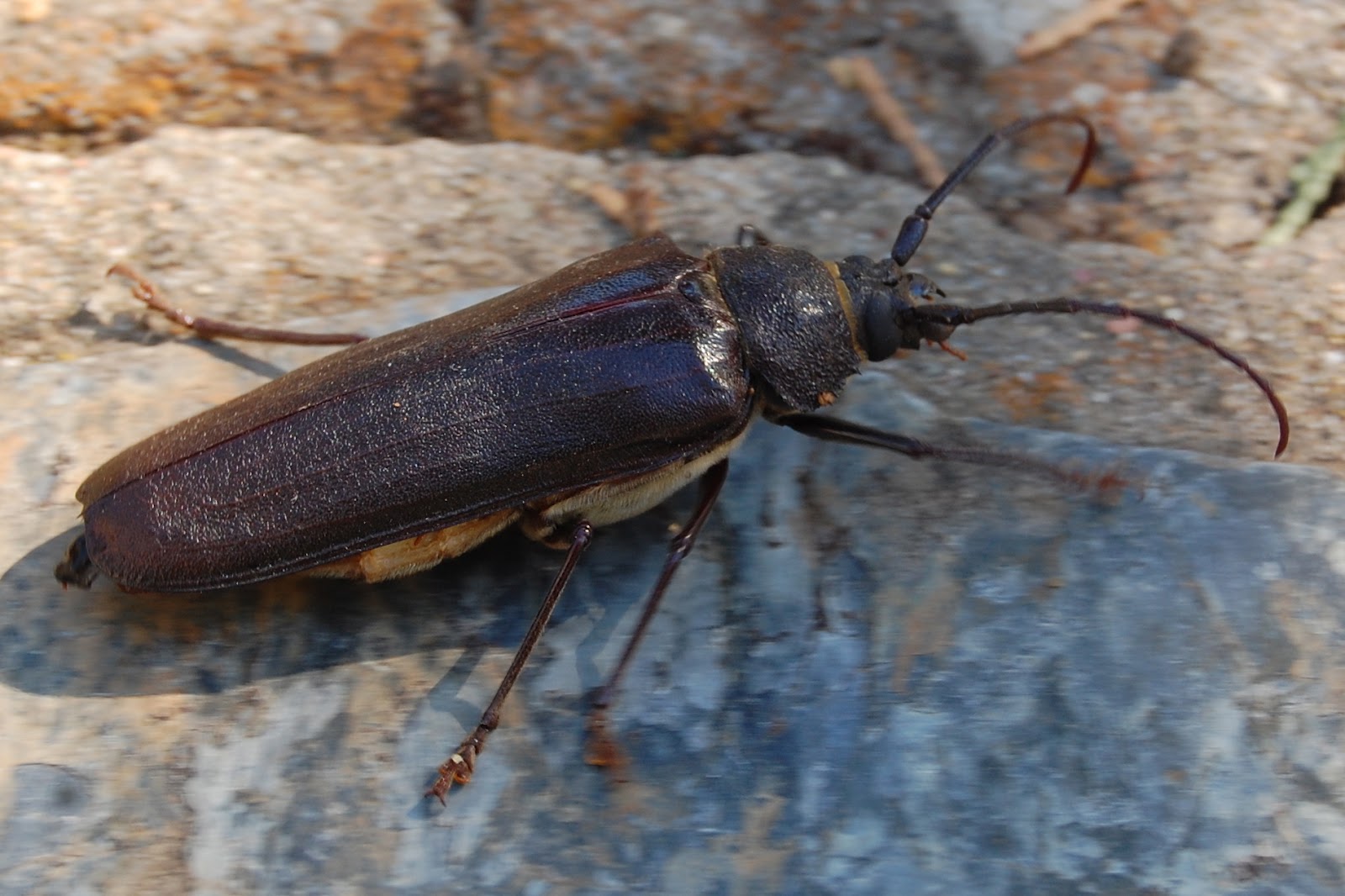 blackoaknaturalist: Bugs and Bug-like Things, Part 3