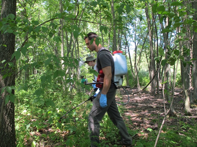 Illinois Invasive Species Awareness Month: Guest Article - Northeast ...