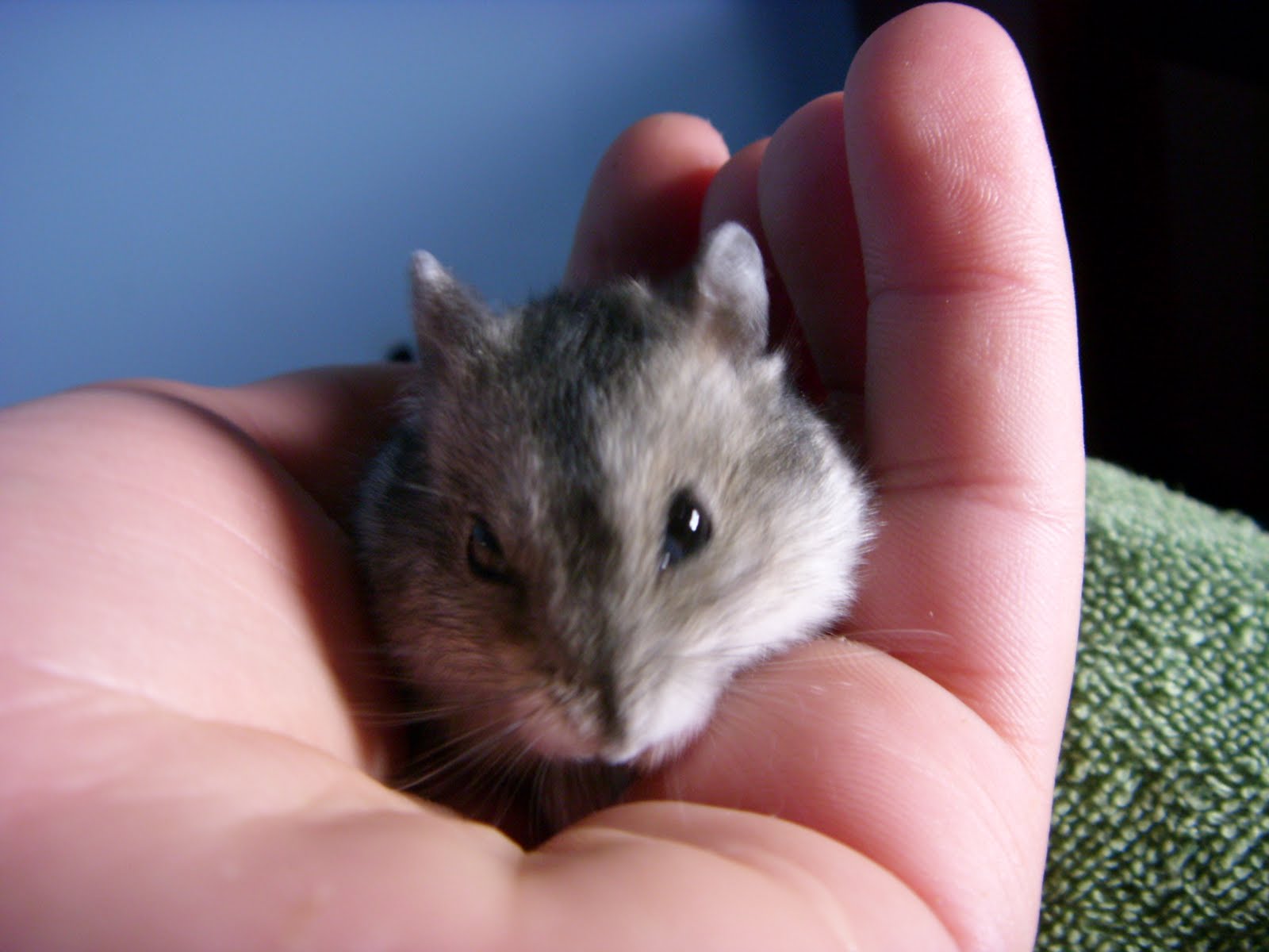 Hamsters: Meu hamster chinês.