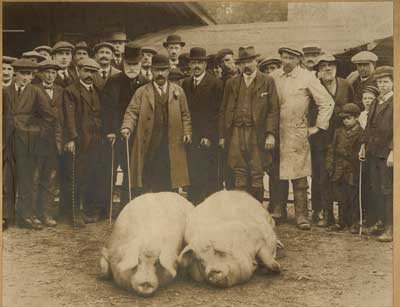 Bedfordshire At War: The Home Front: Bedford Pig Clubs