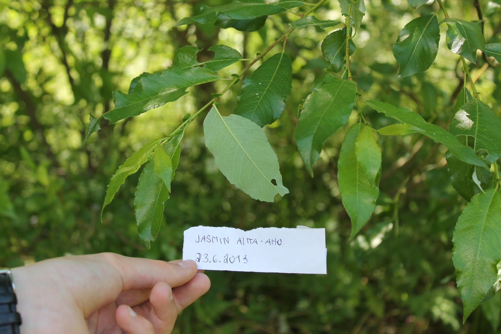 Jasminin kasvikansio: syyskuuta 2013