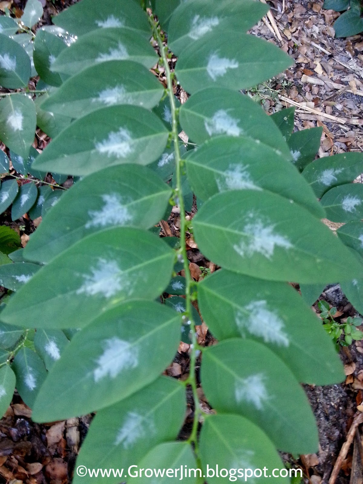 Garden Adventures: Katuk (Sauropus androgynus)